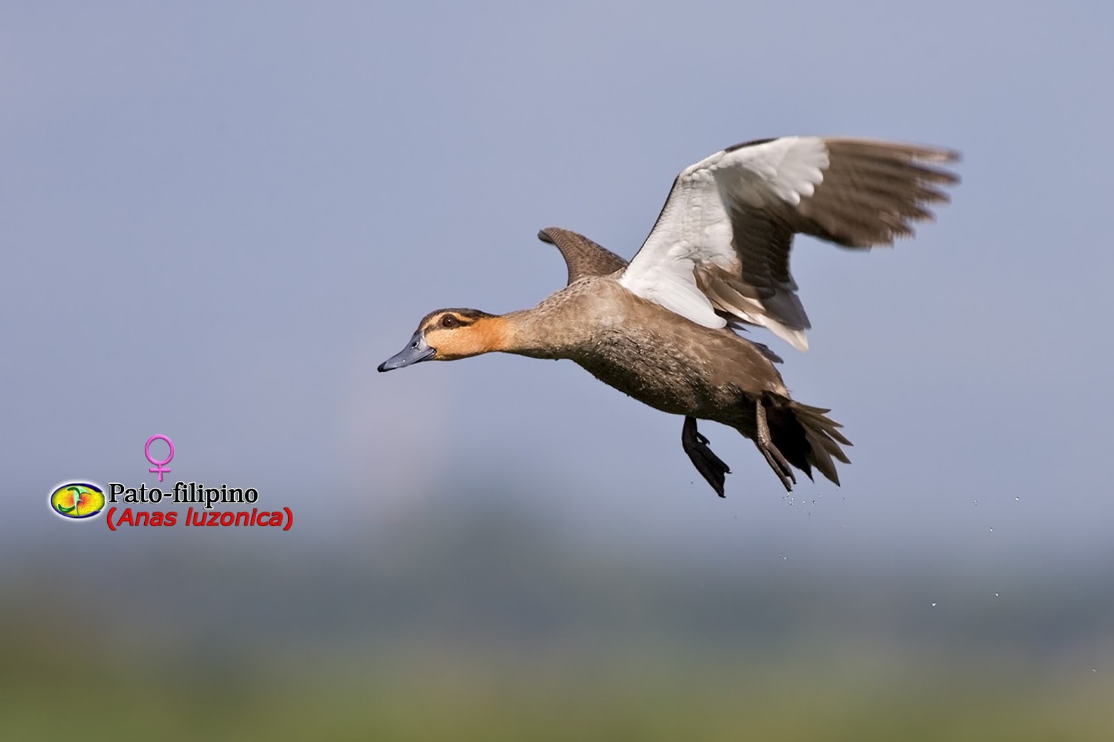 ORNITOLOGIA: Pato-filipino (Anas luzonica)